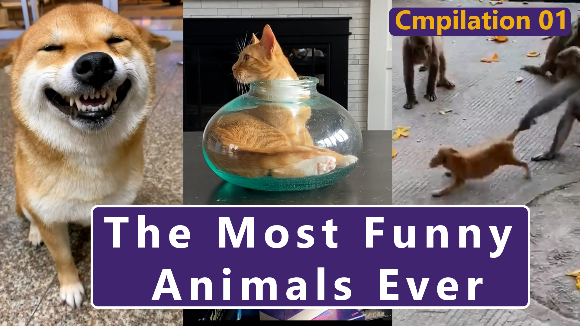 The Most Funny Animals Ever | Viral Video - Kulu Media ኩሉ ሚድያ